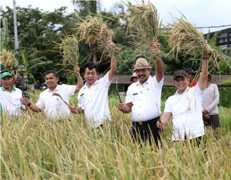 Panen Padi Program Upsus Swasembada Pangan, Kualitas Petani dan Hasil Pertanian Diharapkan ...